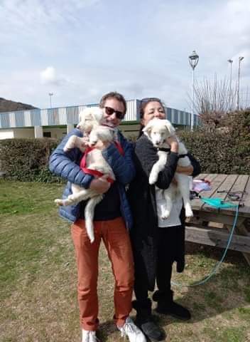 RHEA, Berger Australien F, 2 mois adoptée mars 2021 – Les Ptits Coeurs