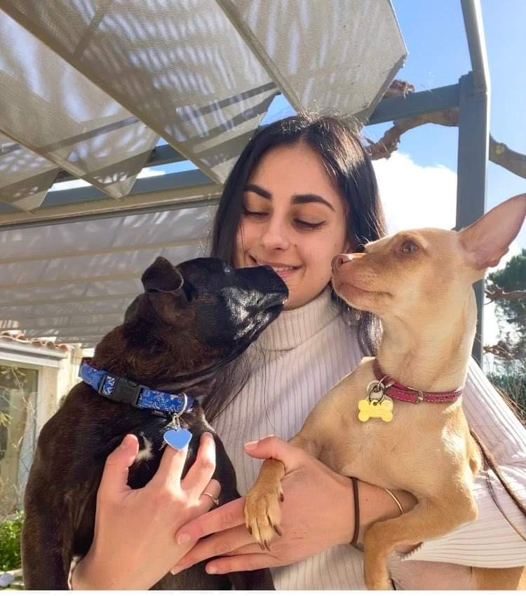 SILVER, Staffie M, 3 mois adopté février 2022 – Les Ptits Coeurs
